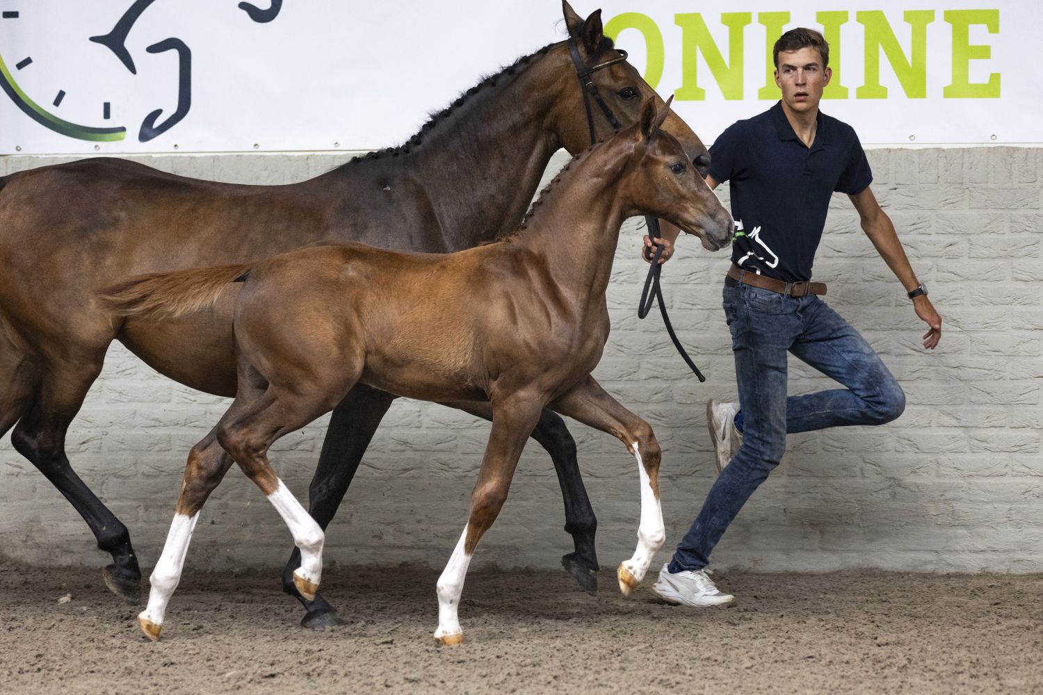 Paardenveilingonline | Darry Rising Z