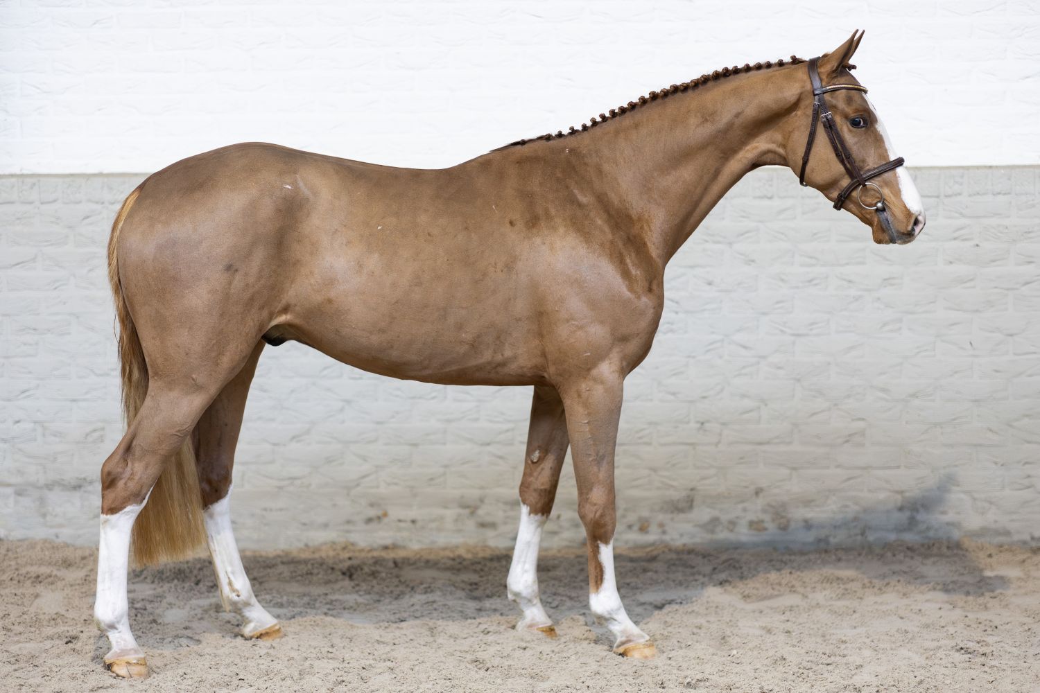 Paardenveilingonline | Pitt SB
