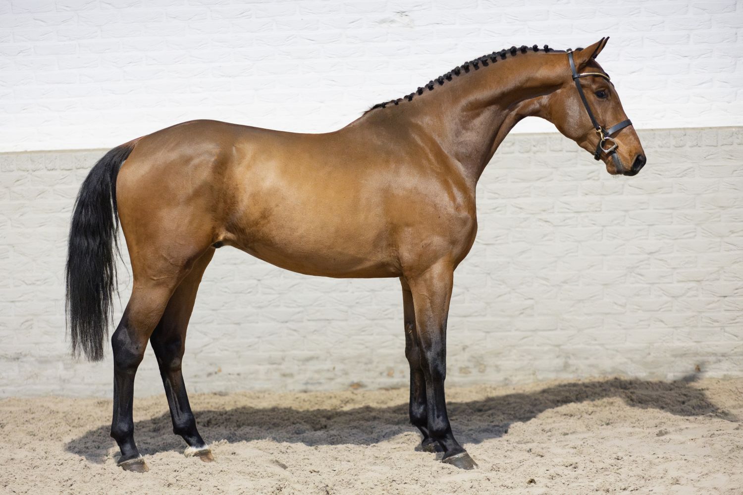 Paardenveilingonline | Paparazzi