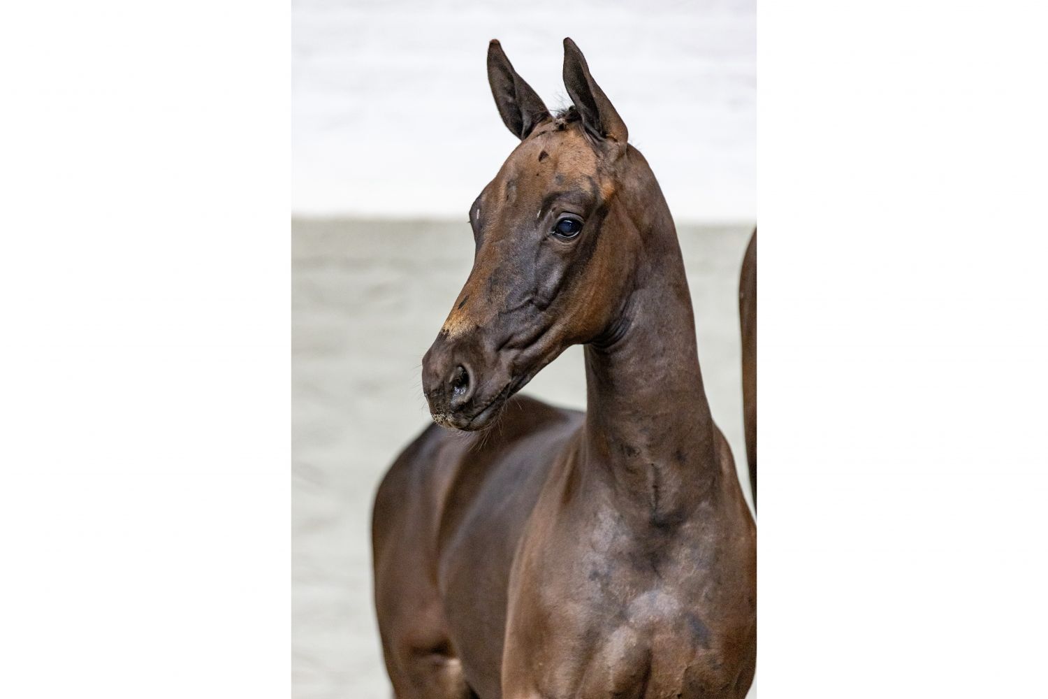 Paardenveilingonline | Domino van M&K Z