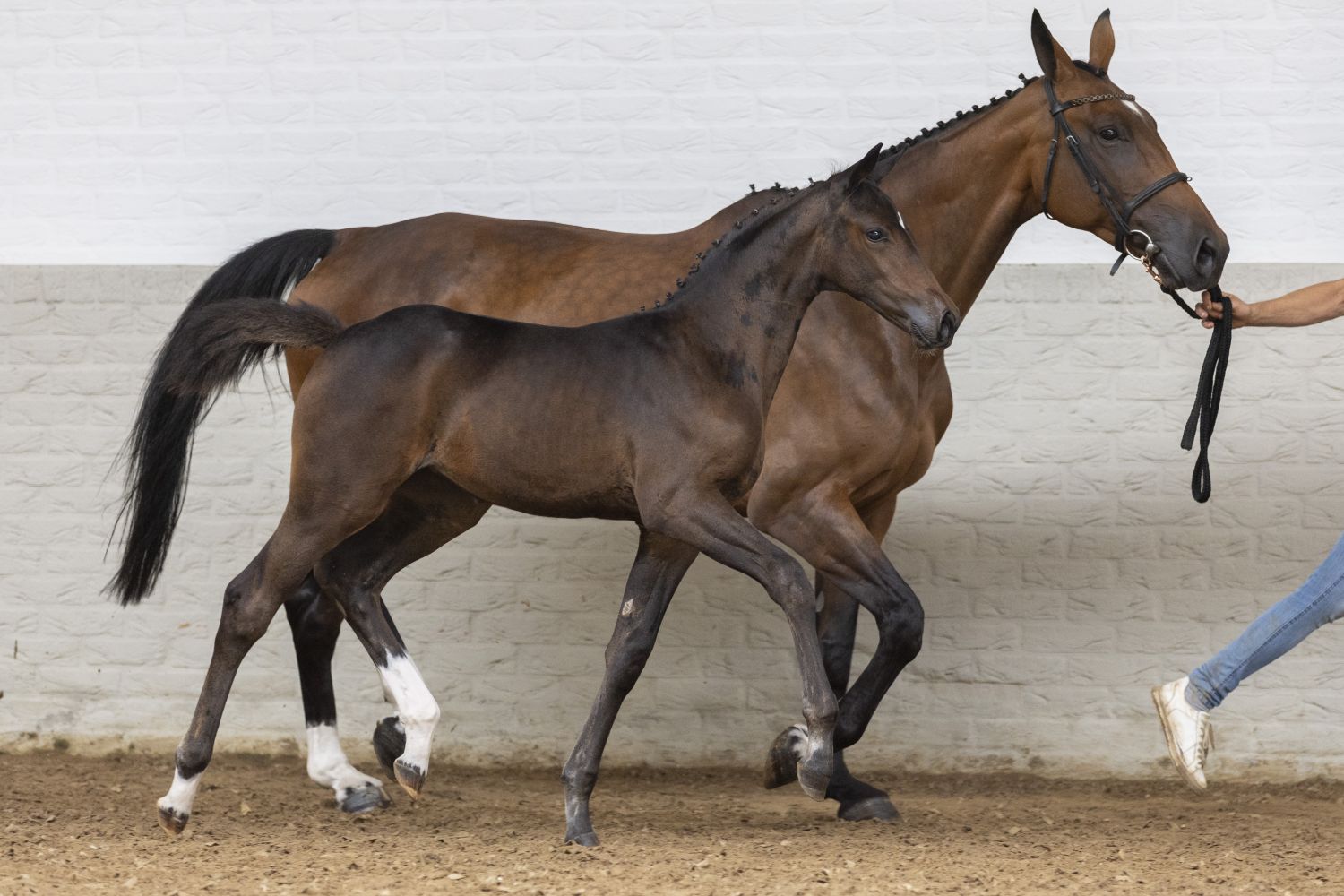 Paardenveilingonline | Upsy Daisy HV Z