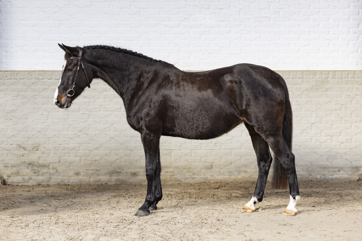 Paardenveilingonline | Ilse LH (In foal to Conrad de Hus)