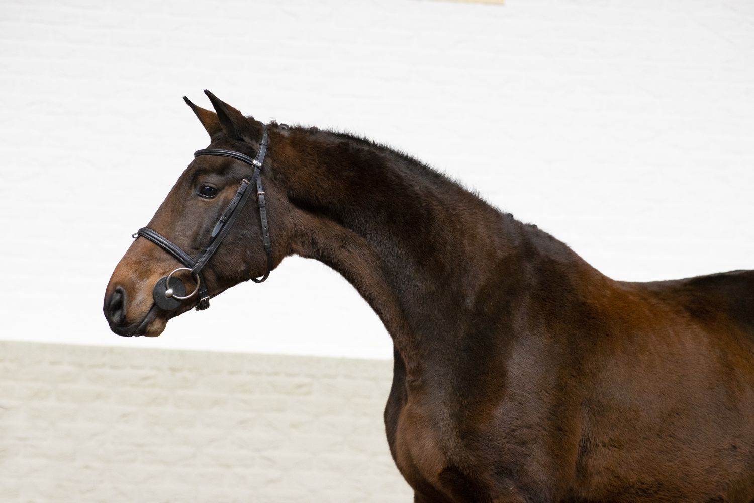 Paardenveilingonline | Just Balia (In foal to Chacco Blue II)